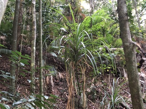 Benstonea - PictureThis