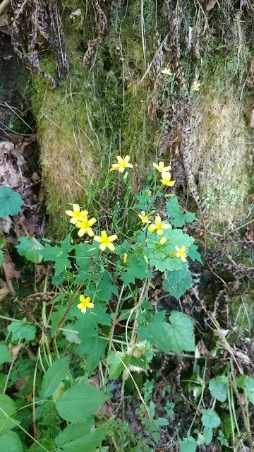 Leituga-brava (Lactuca viminea) - PictureThis