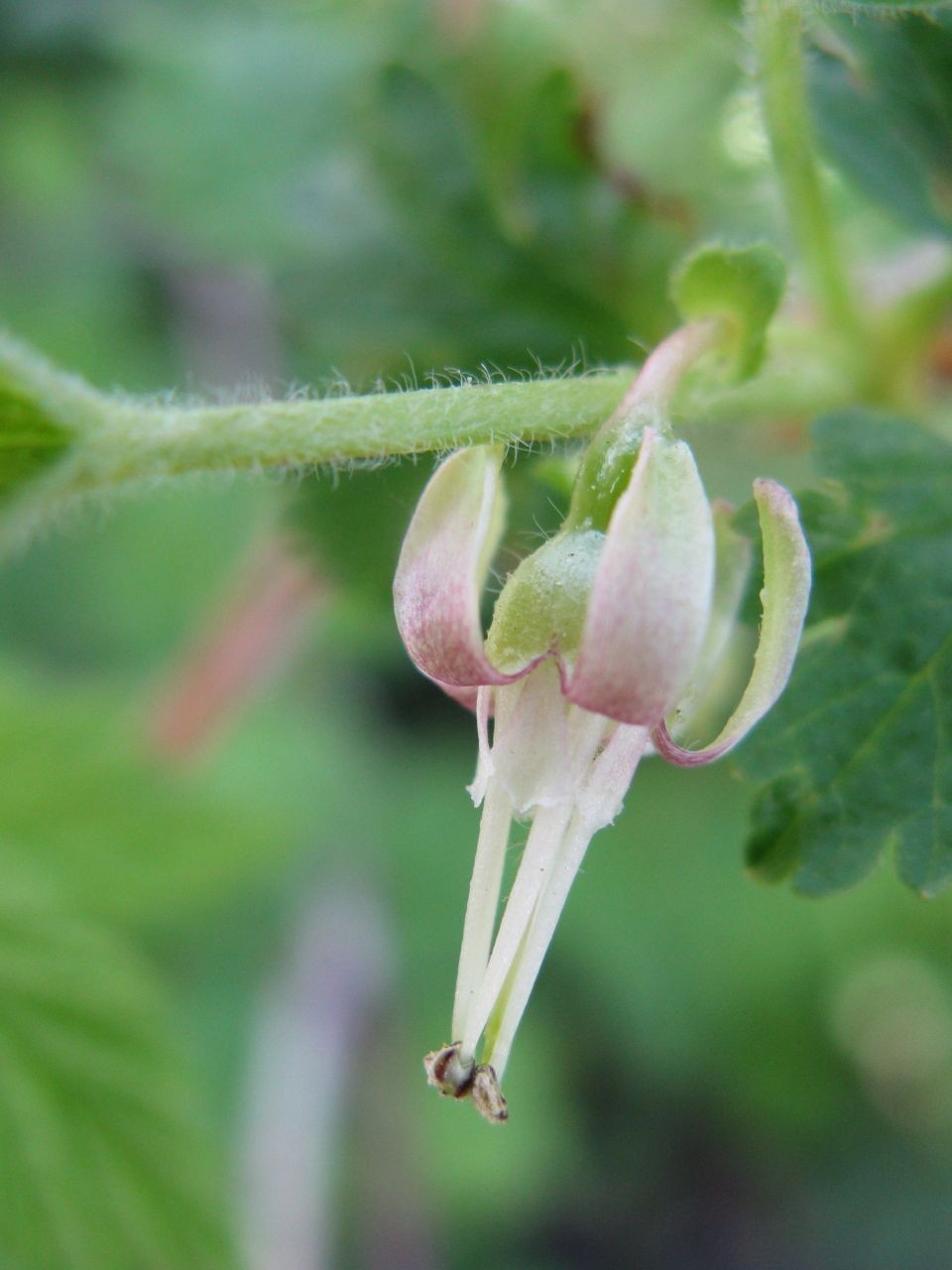 How to Plant and Grow Hairy-stem gooseberry(Ribes hirtellum)