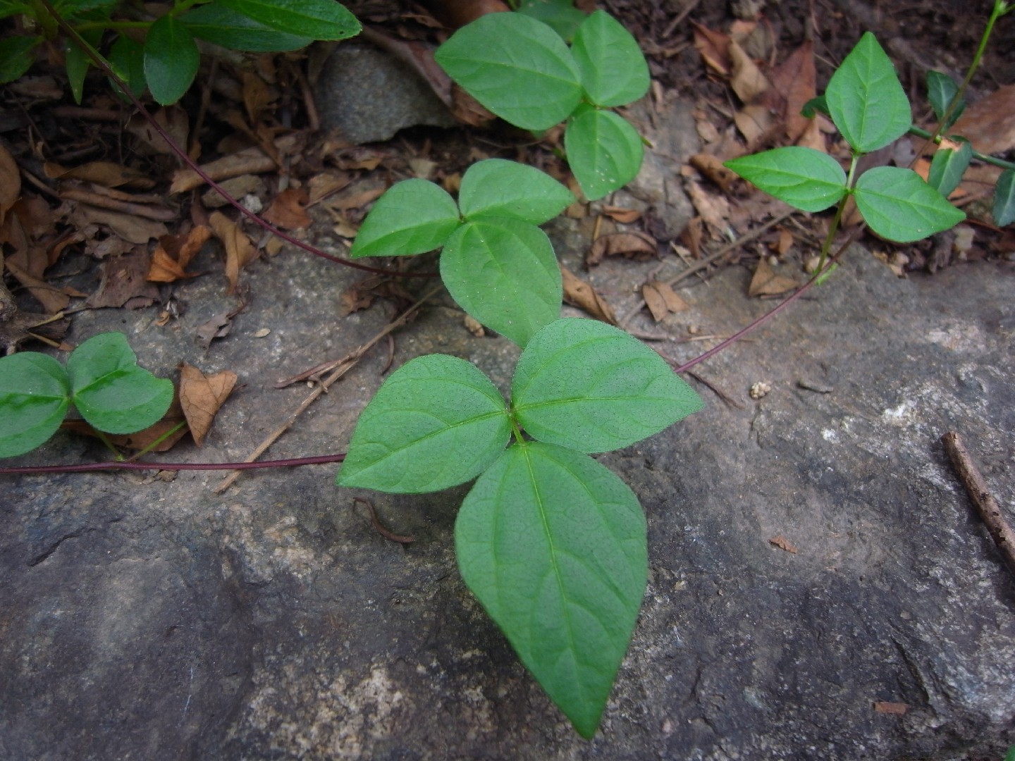 Adukiboon (Vigna angularis) - PictureThis