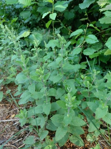 Woodland germander (Teucrium scorodonia) Flower, Leaf, Care, Uses ...