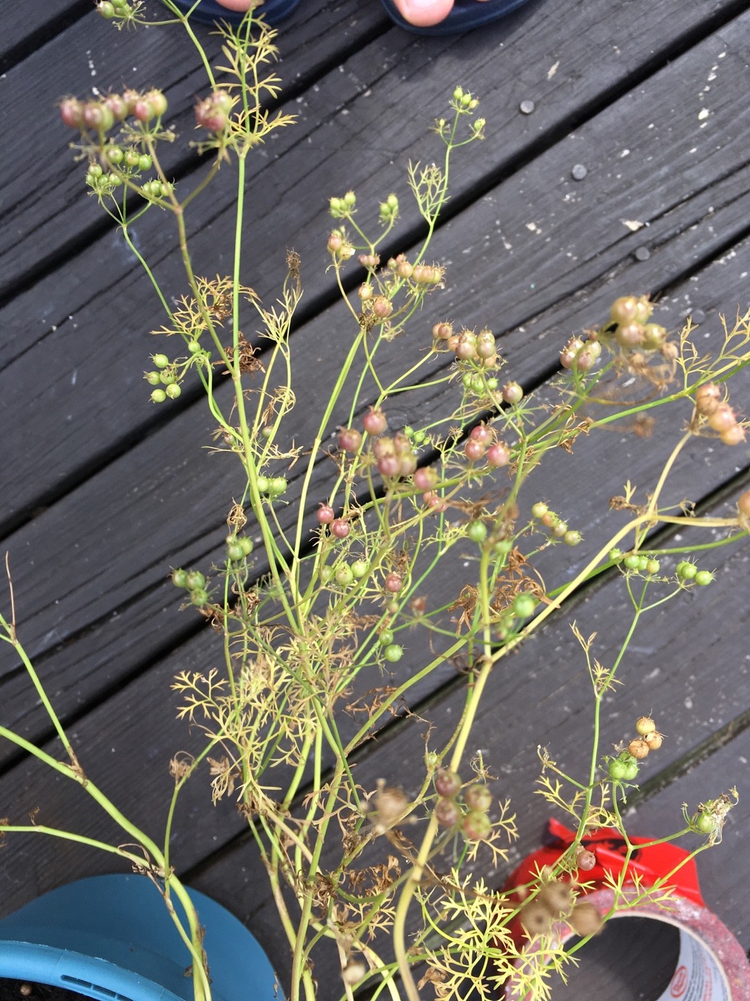 Bifora (Bifora radians) - PictureThis