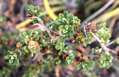 Purshia plicata - PictureThis