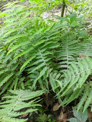 Silver false spleenwort (Deparia acrostichoides) Flower, Leaf, Care ...