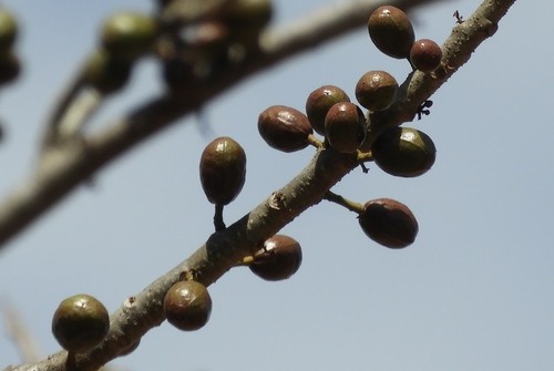 Jocote (Spondias purpurea) - PictureThis