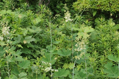Macleaya Cordata