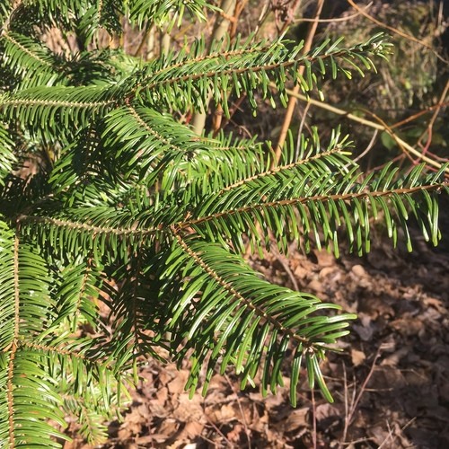 Grand Fir (Abies grandis) Flower, Leaf, Care, Uses - PictureThis