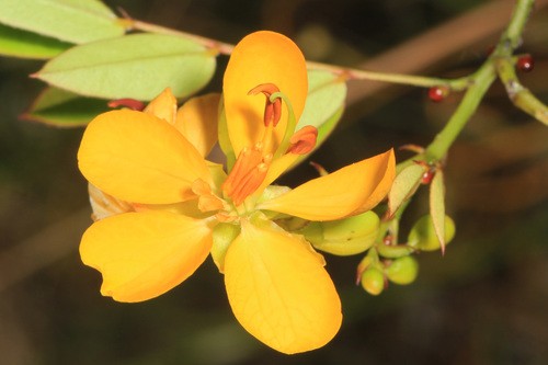 Candelilla chica (Senna occidentalis) - PictureThis