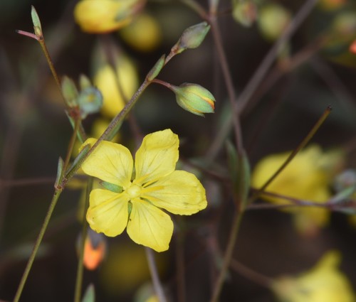 Dwarf-flax Care (Watering, Fertilize, Pruning, Propagation) - PictureThis