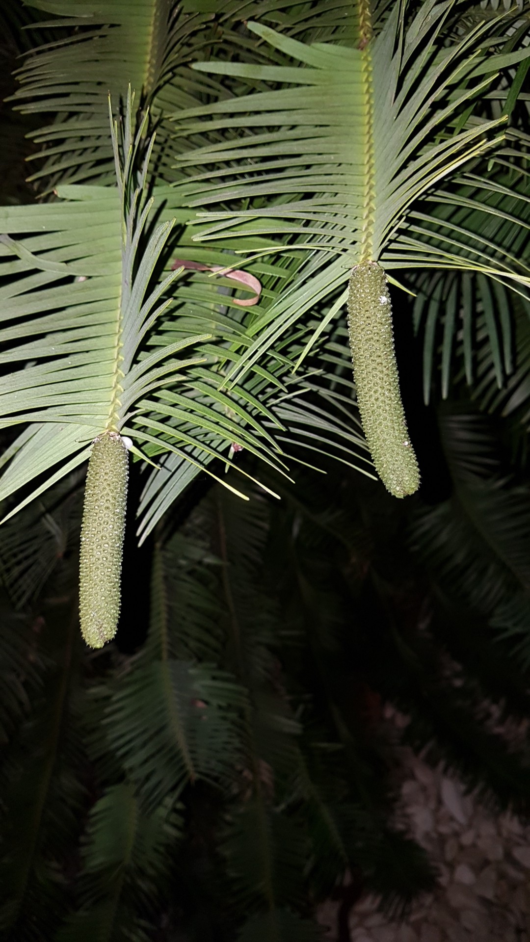 Pino de wollemi (Wollemia nobilis) - PictureThis