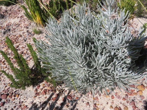 Syncarpha - PictureThis