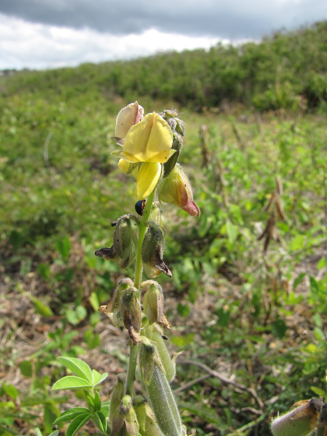 Crotalaria incana - PictureThis