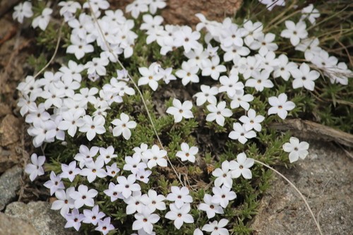 🌱 How to Propagate Dwarf phlox