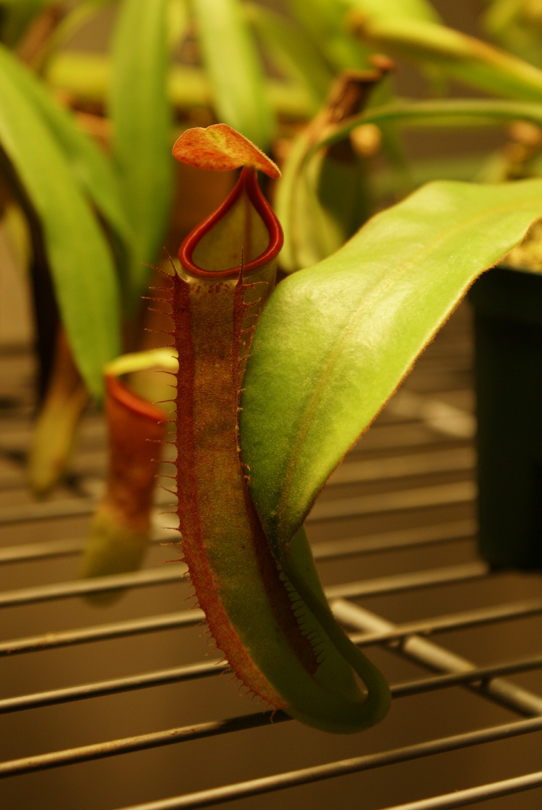 Nepenthes veitchii - PictureThis
