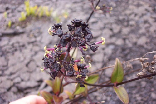 Kadua Flower, Leaf, Care, Uses - PictureThis