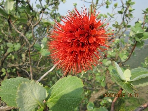 Greyia Flower, Leaf, Care, Uses - PictureThis