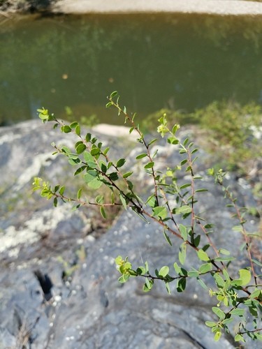 Phyllanthopsis phyllanthoides Cuidados (Plantando, Fertilizantes ...