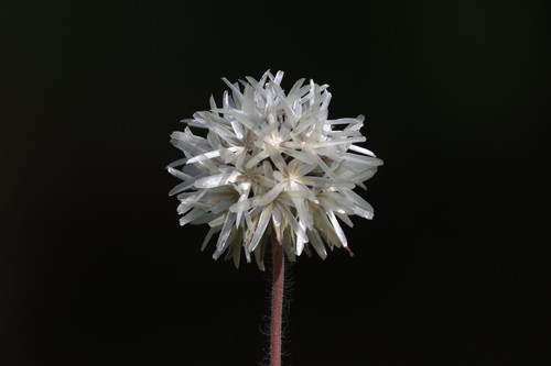 Blow wives (Achyrachaena mollis) Flower, Leaf, Care, Uses - PictureThis