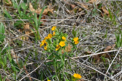 Hoary puccoon (Lithospermum canescens) Flower, Leaf, Care, Uses ...