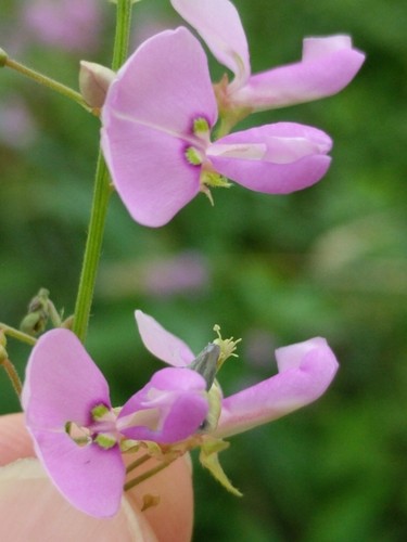 Desmodium paniculatum - PictureThis