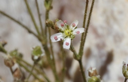 Eremogone Flower, Leaf, Care, Uses - PictureThis
