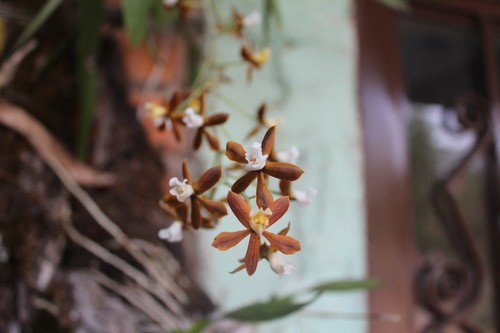 How to Grow and Care for Prosthechea bicamerata