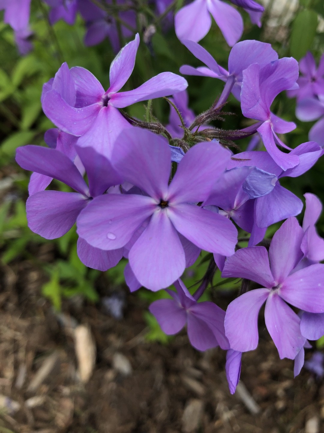 Phlox de la pradera (Phlox pilosa) - PictureThis