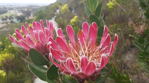 Protea compacta - PictureThis