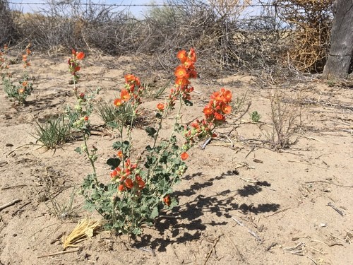 Sphaeralcea parvifolia - PictureThis