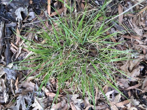 Poverty Oatgrass (Danthonia spicata) Flower, Leaf, Care, Uses - PictureThis