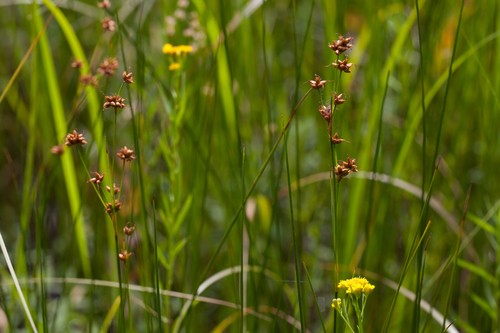 Cladium mariscoides - PictureThis
