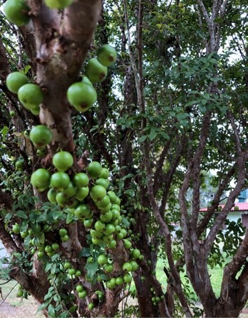 Plinia cauliflora - PictureThis