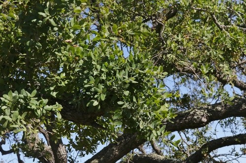 Quercus engelmannii - PictureThis