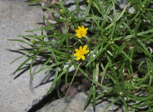 Manybristle chinchweed (Pectis papposa) Flower, Leaf, Care, Uses ...