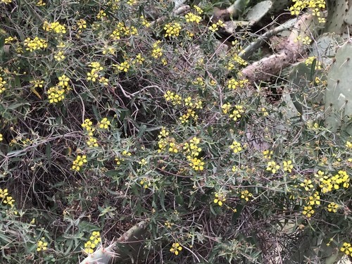 Slender janusia (Cottsia gracilis) Flower, Leaf, Care, Uses - PictureThis