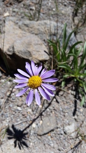 Aster Care (Watering, Fertilize, Pruning, Propagation) - PictureThis