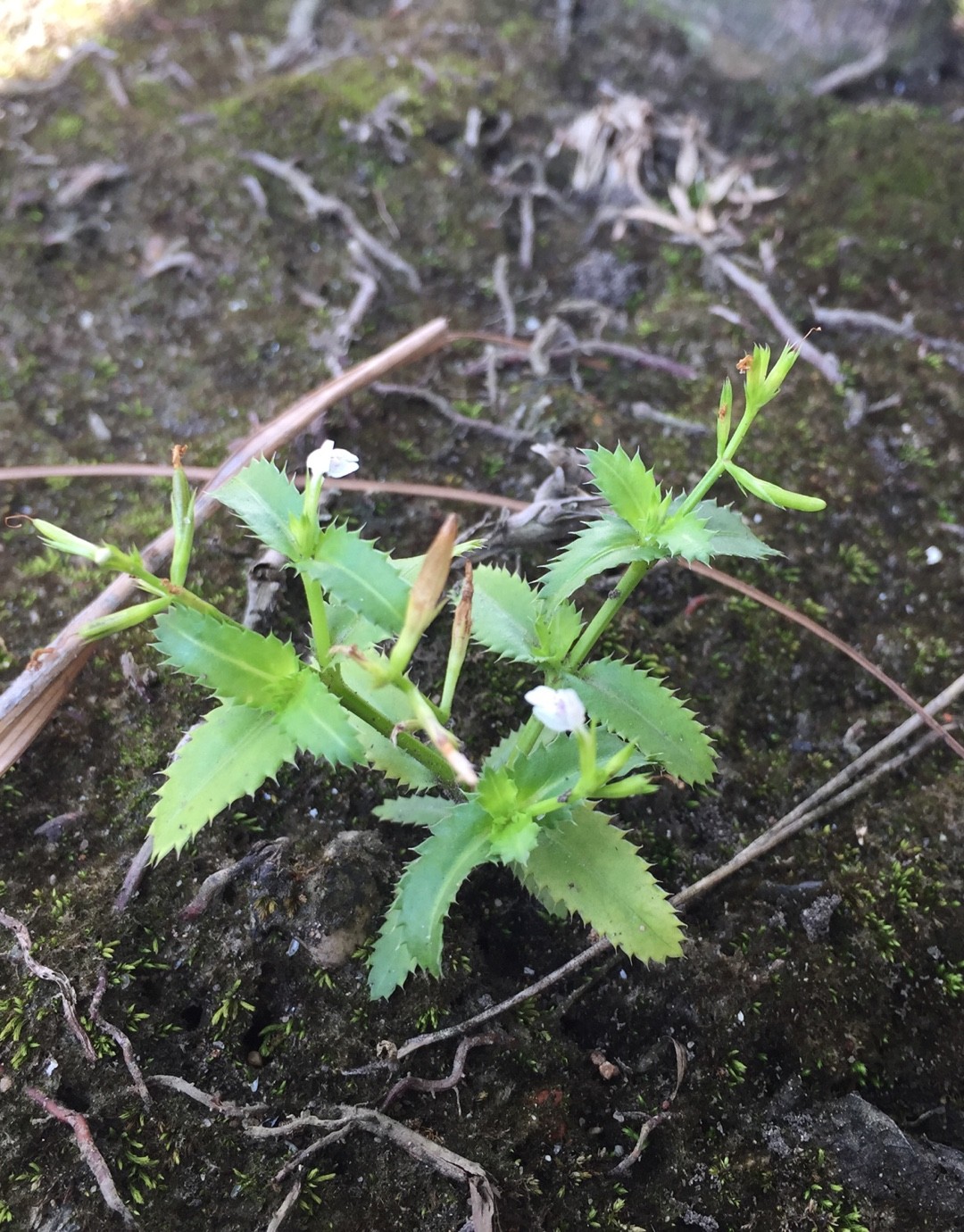 Bonnaya ciliata subsp. ciliata Flower, Leaf, Care, Uses - PictureThis