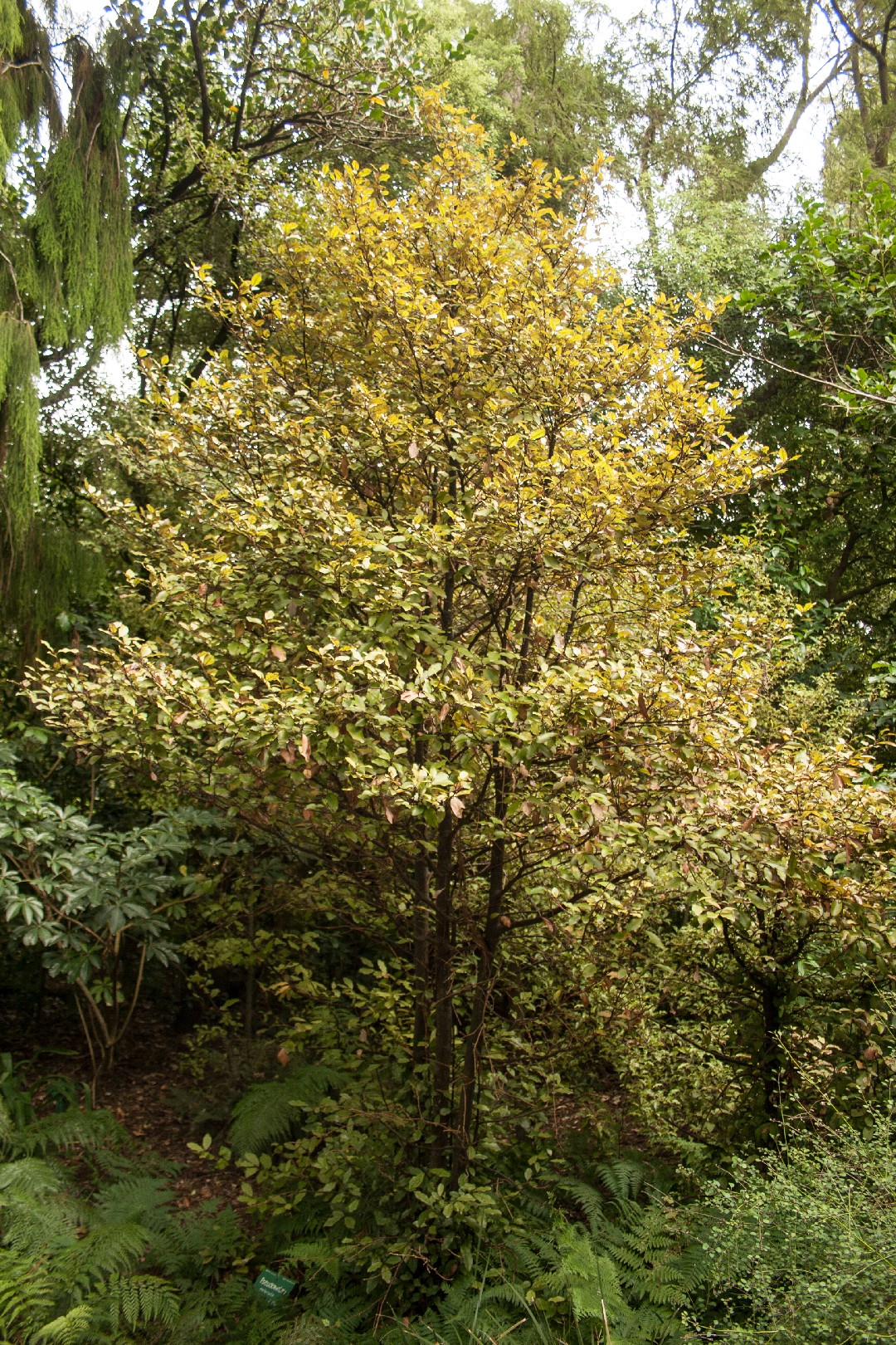 Pseudowintera colorata - PictureThis
