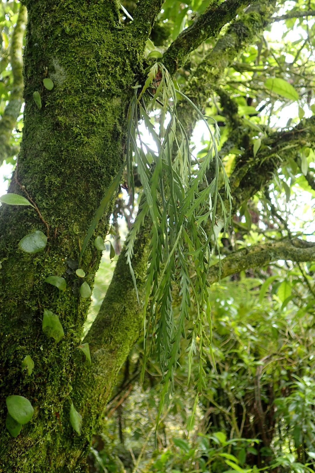 Asplenium flaccidum - PictureThis