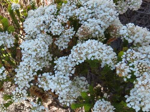 Agathosma imbricata Flower, Leaf, Care, Uses - PictureThis