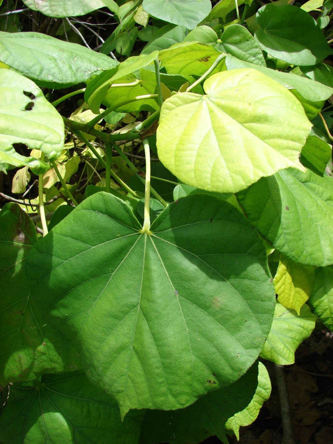 Sea hibiscus (Talipariti tiliaceum) Flower, Leaf, Care, Uses - PictureThis