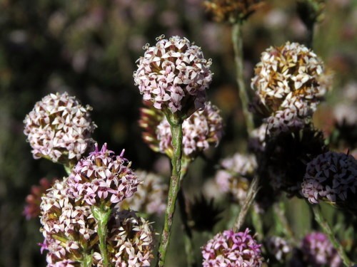 Stoebe Flower, Leaf, Care, Uses - PictureThis