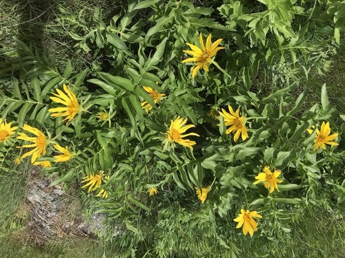 How to Grow and Care for Cutleaf balsamroot