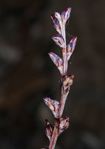 Beech Drops (Epifagus) Flower, Leaf, Care, Uses - PictureThis