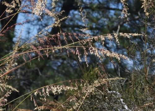 Perennial Veldtgrass (Ehrharta calycina) Flower, Leaf, Care, Uses ...