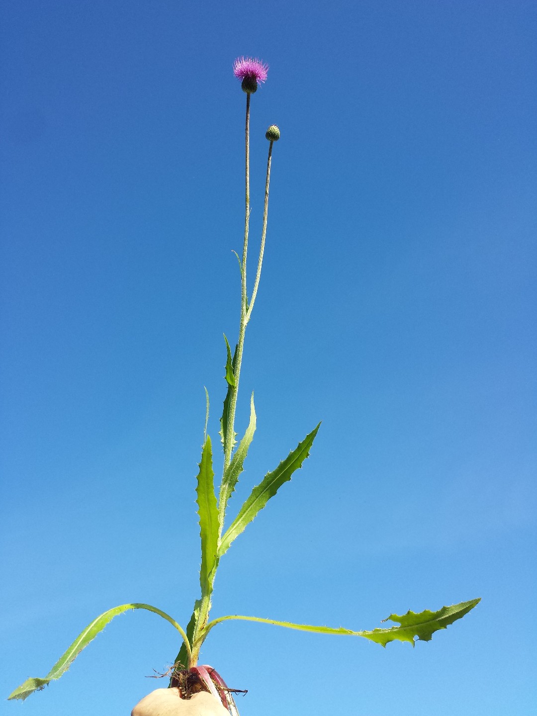 Cirsium canum - PictureThis
