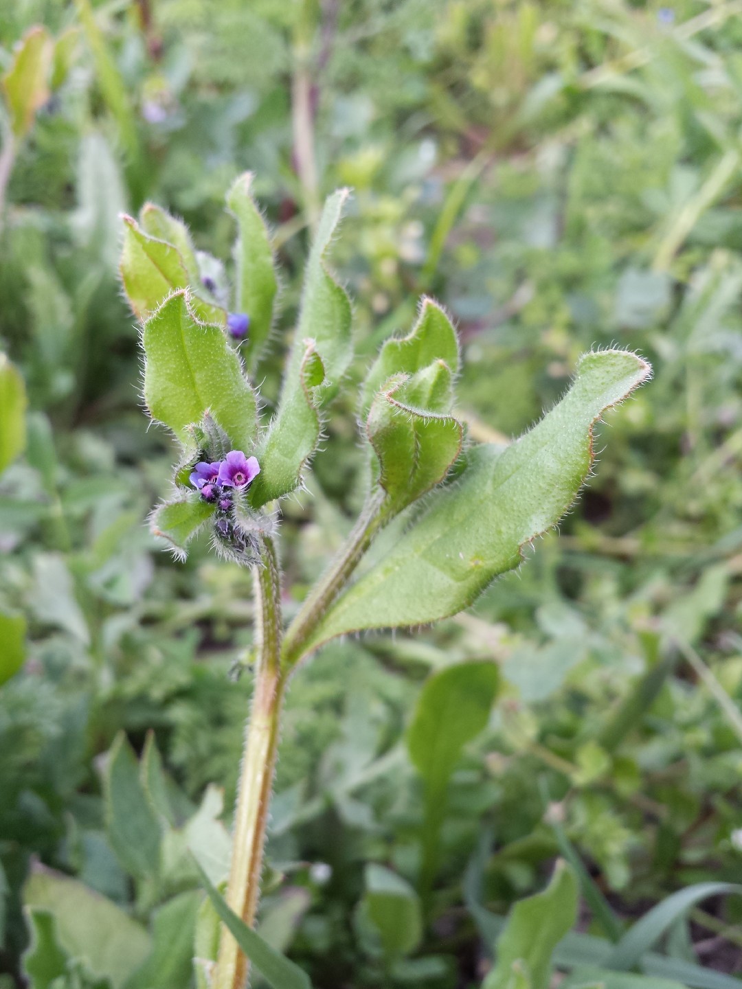 Madwort (Asperugo procumbens) Flower, Leaf, Care, Uses - PictureThis