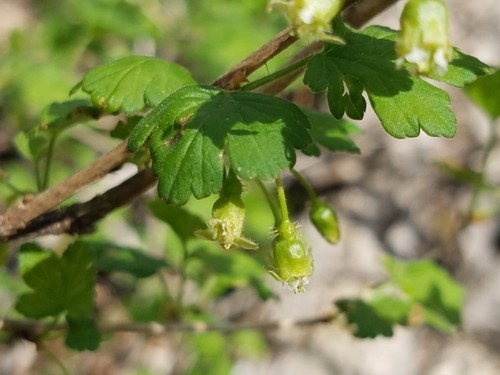 Grosella espinosa (Ribes cynosbati) - PictureThis