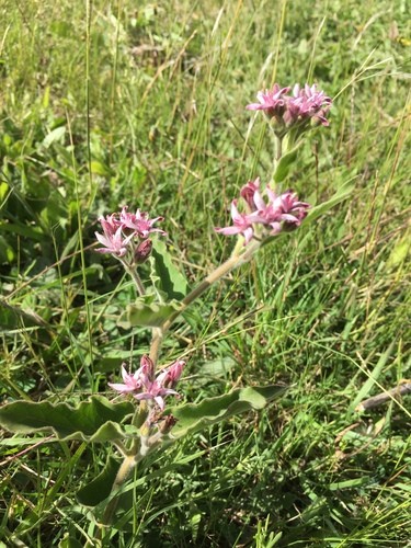 Tweedia Flower, Leaf, Care, Uses - PictureThis