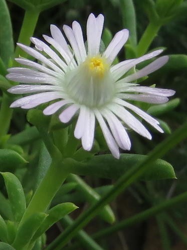 Fig-marigold (Aizoaceae) Flower, Leaf, Care, Uses - PictureThis